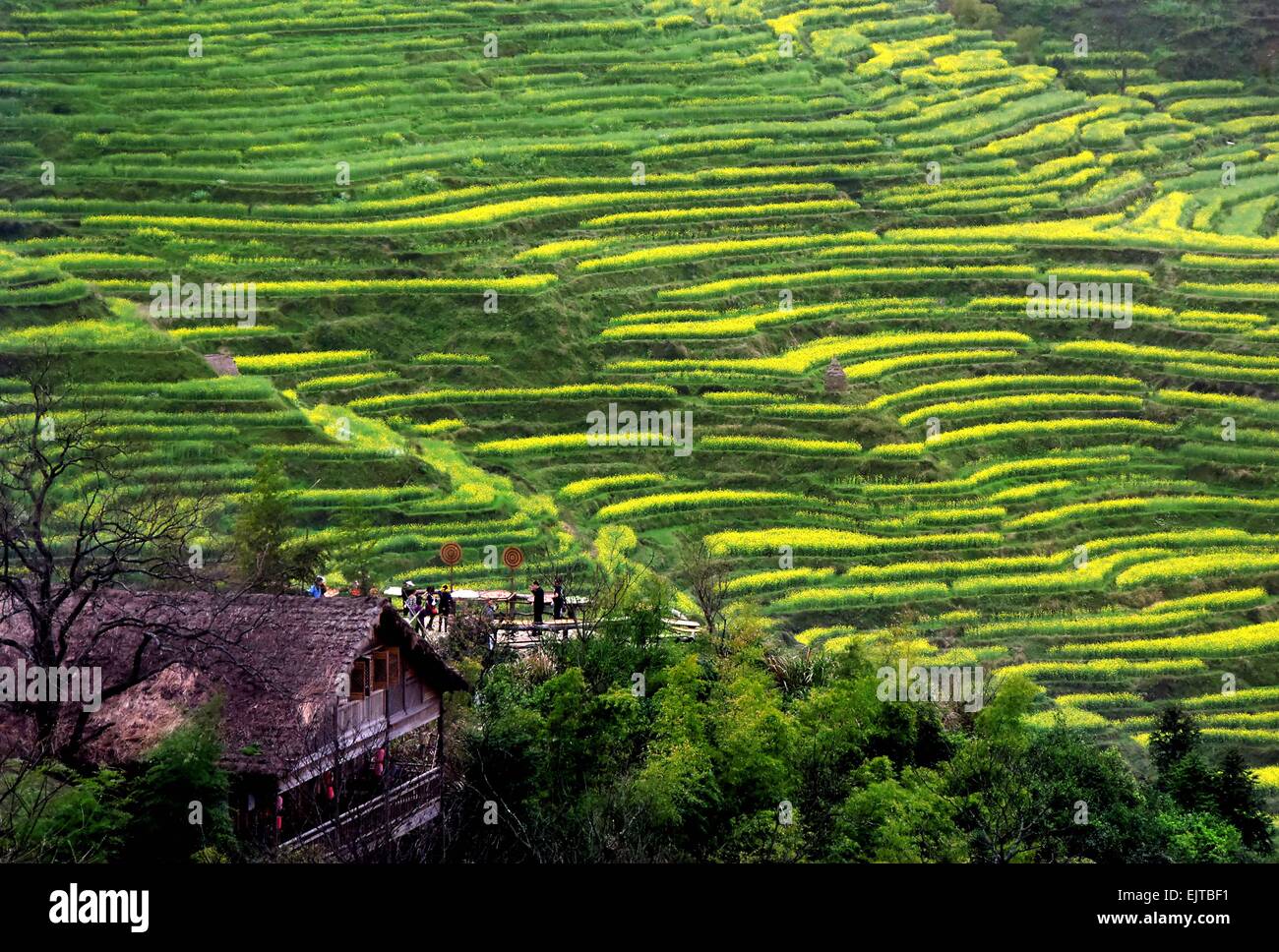 Wuyuan, China's Jiangxi Province. 31st Mar, 2015. Cole flower fields ...
