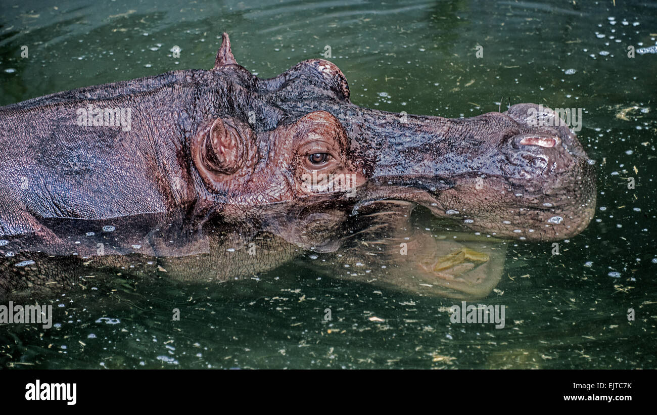 Very big hippopotamus hi-res stock photography and images - Alamy