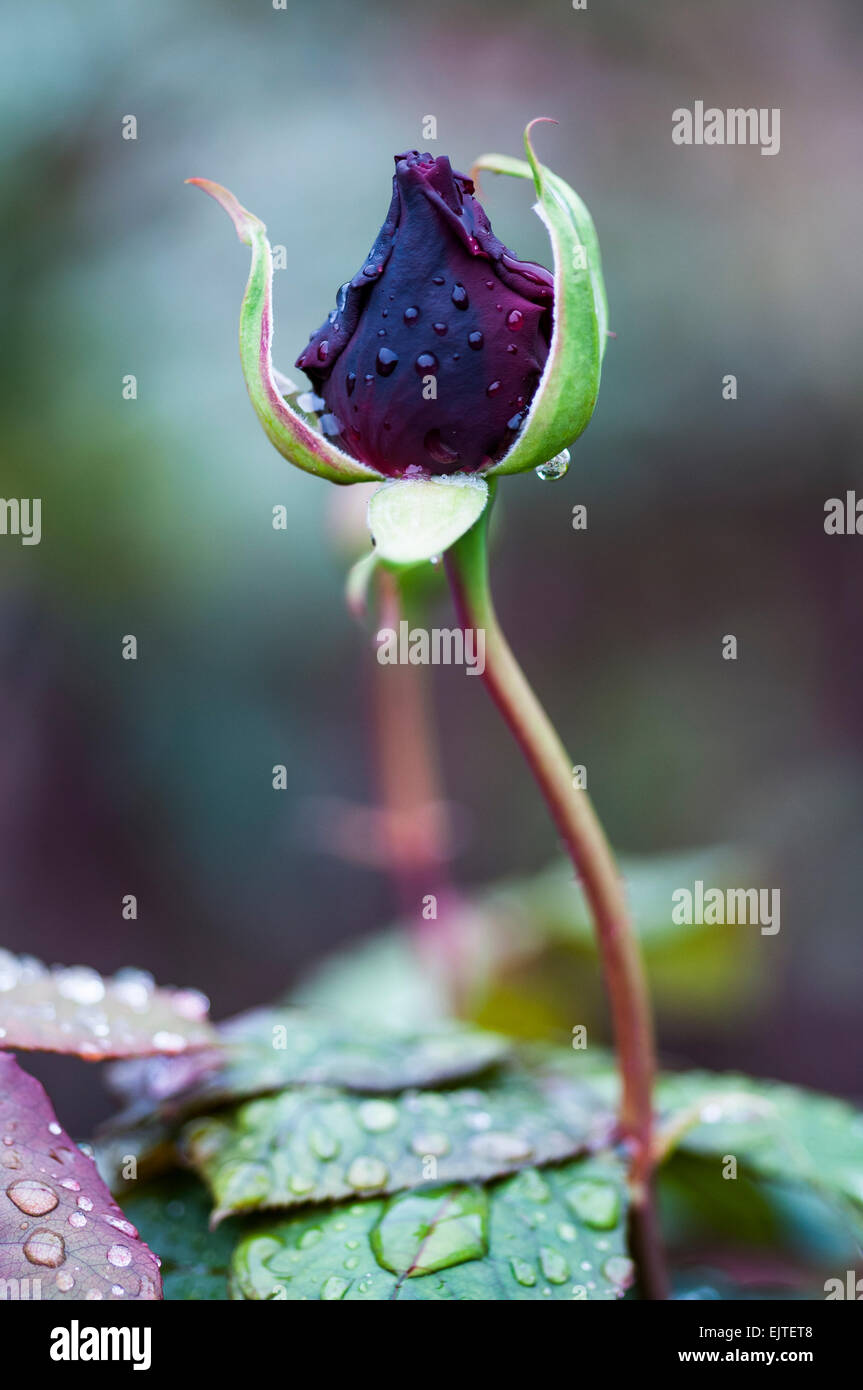 Rose covered in rain drops Stock Photo - Alamy