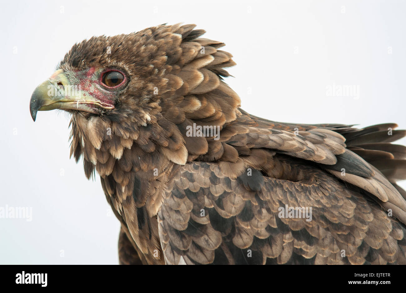 Captive bird of prey Stock Photo - Alamy