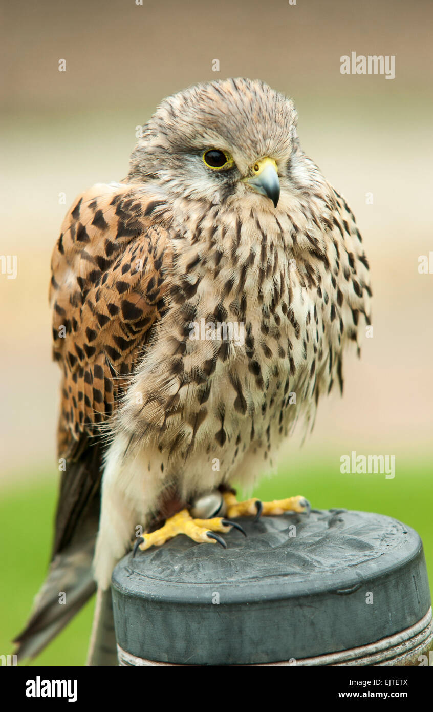 Captive bird of prey Stock Photo - Alamy