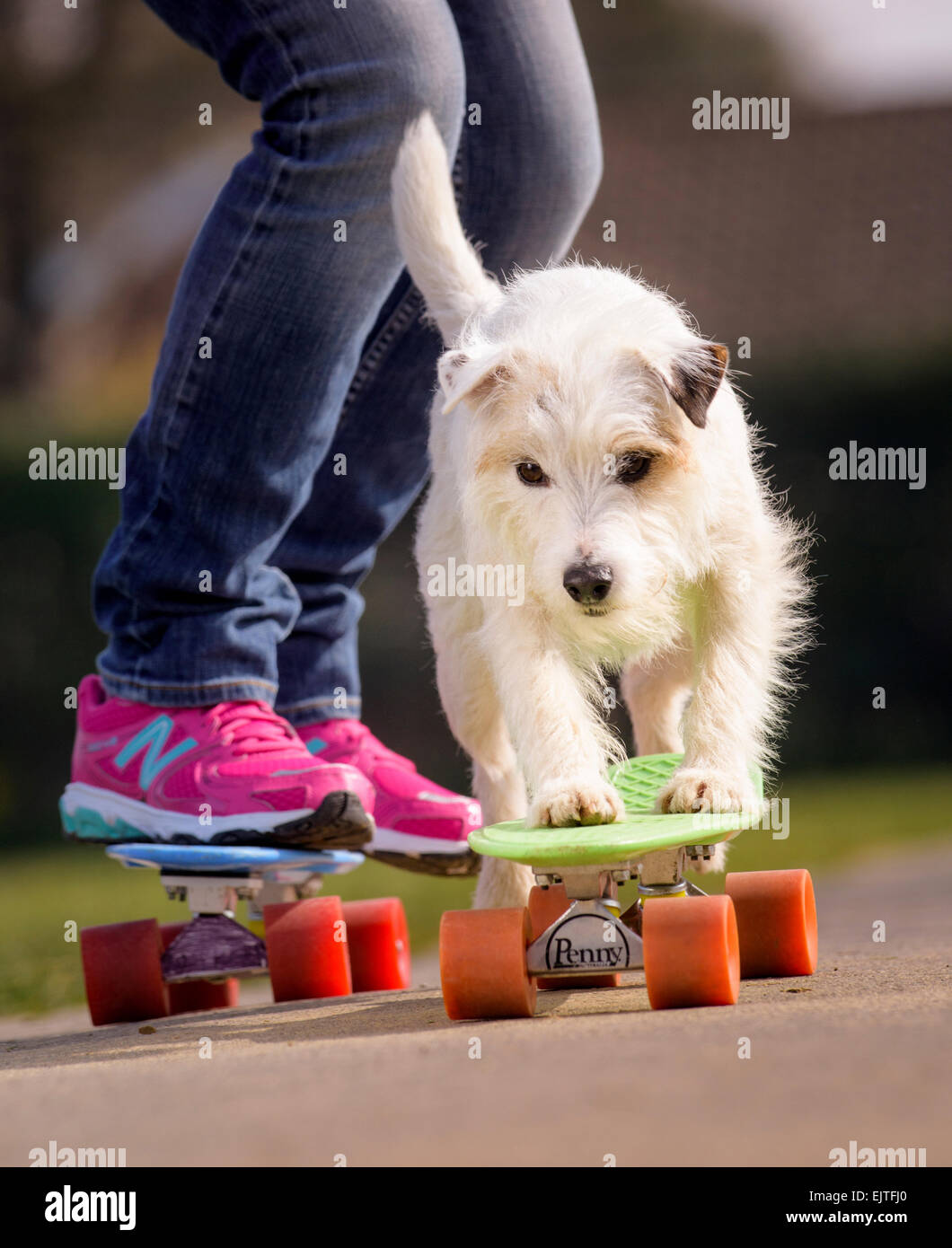 Smurf has his paws on board for the London Pet Show, the winner of ...