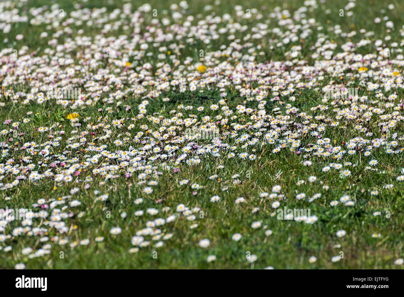 Early daisy hi-res stock photography and images - Alamy