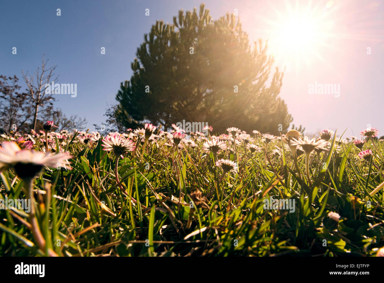 meadow with daisy flowers in early spring. Backlight Stock Photo - Alamy