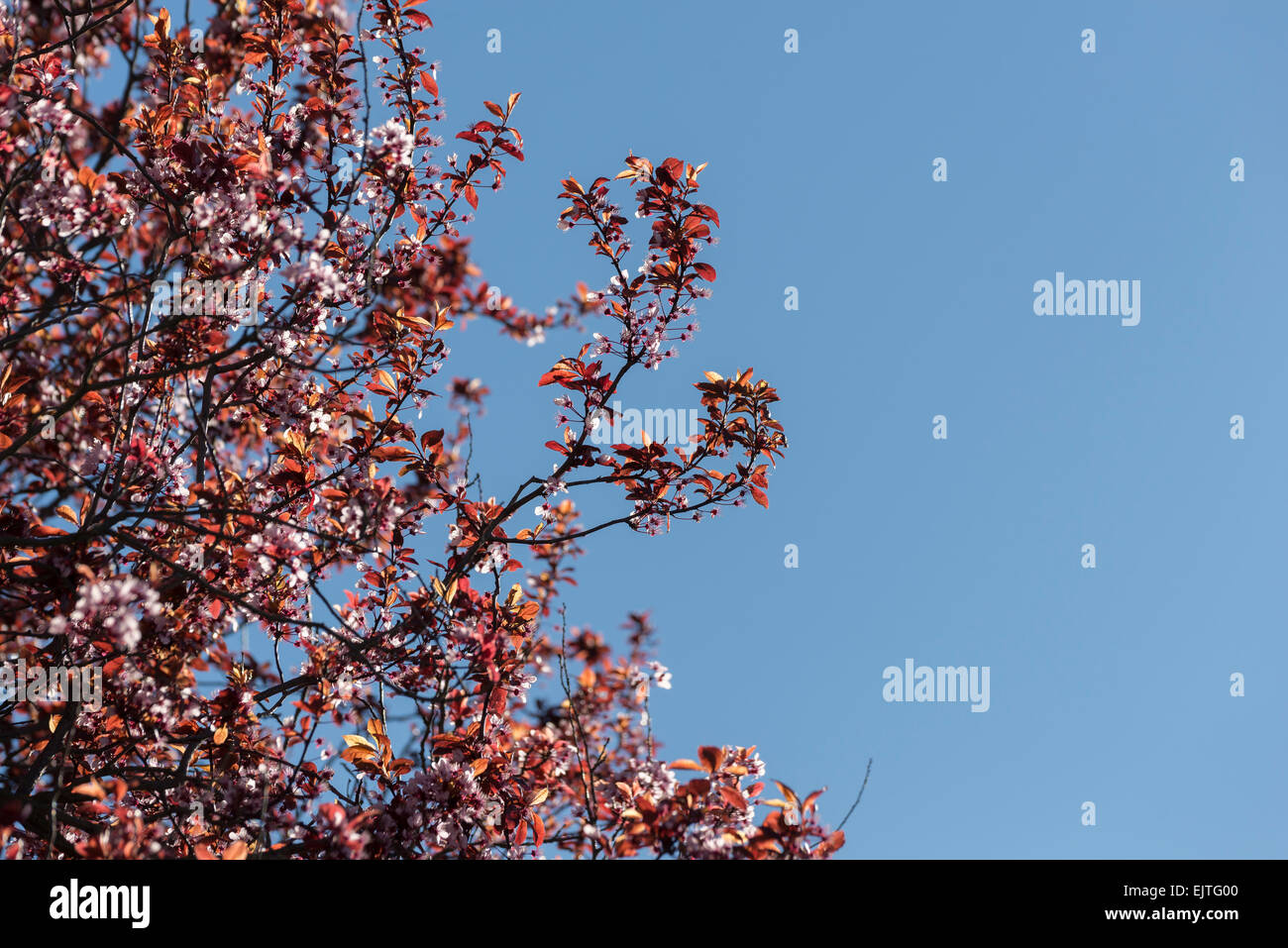 Flowering of a tree Prunus cerasifera the early spring. Copy space ...