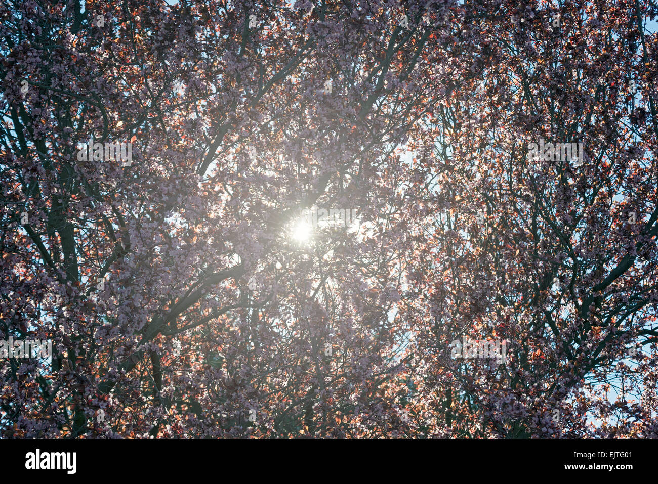 Flowering of a tree Prunus cerasifera the early spring Stock Photo - Alamy
