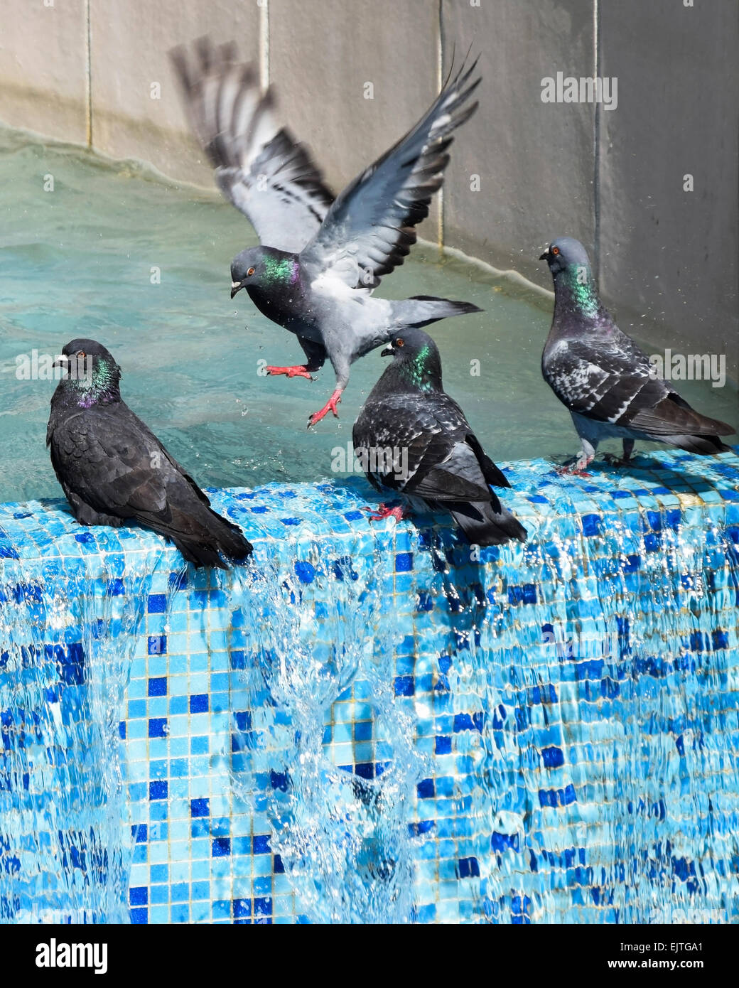 Dove pool hi-res stock photography and images - Alamy