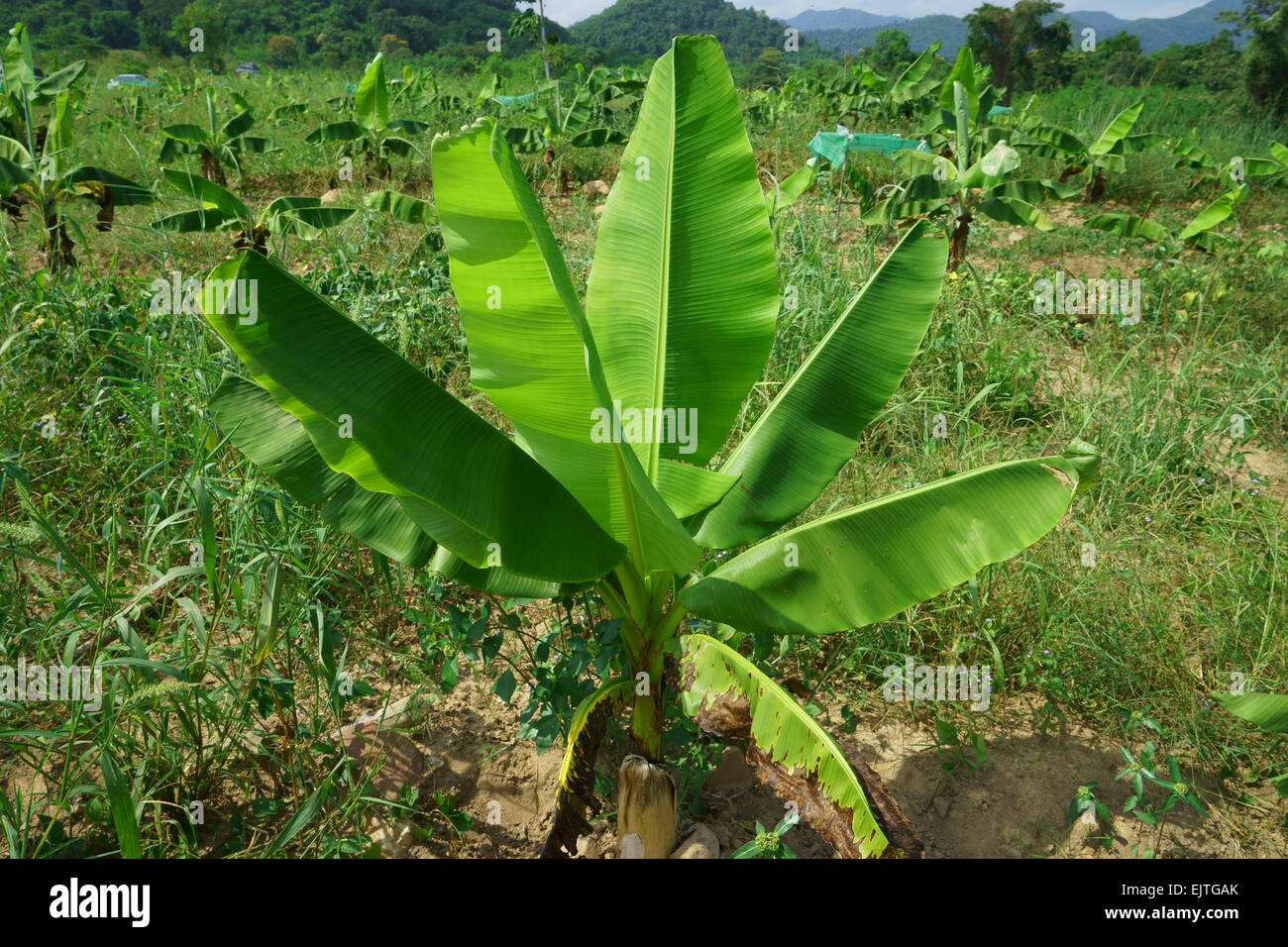 A small banana tree in countryside of Thailand Stock Photo - Alamy