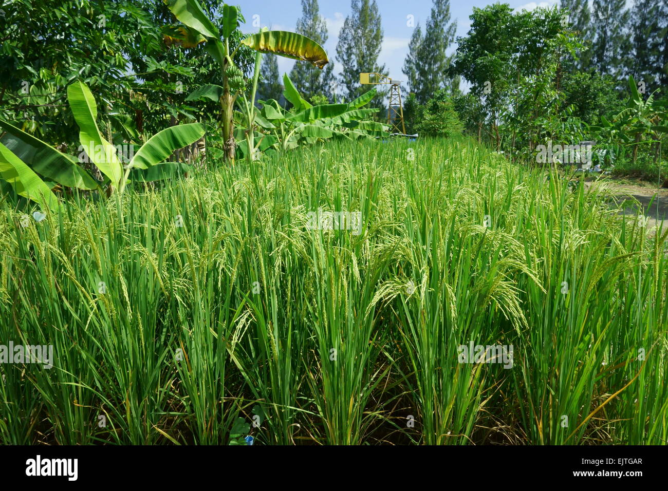 Winter rice field hi-res stock photography and images - Alamy