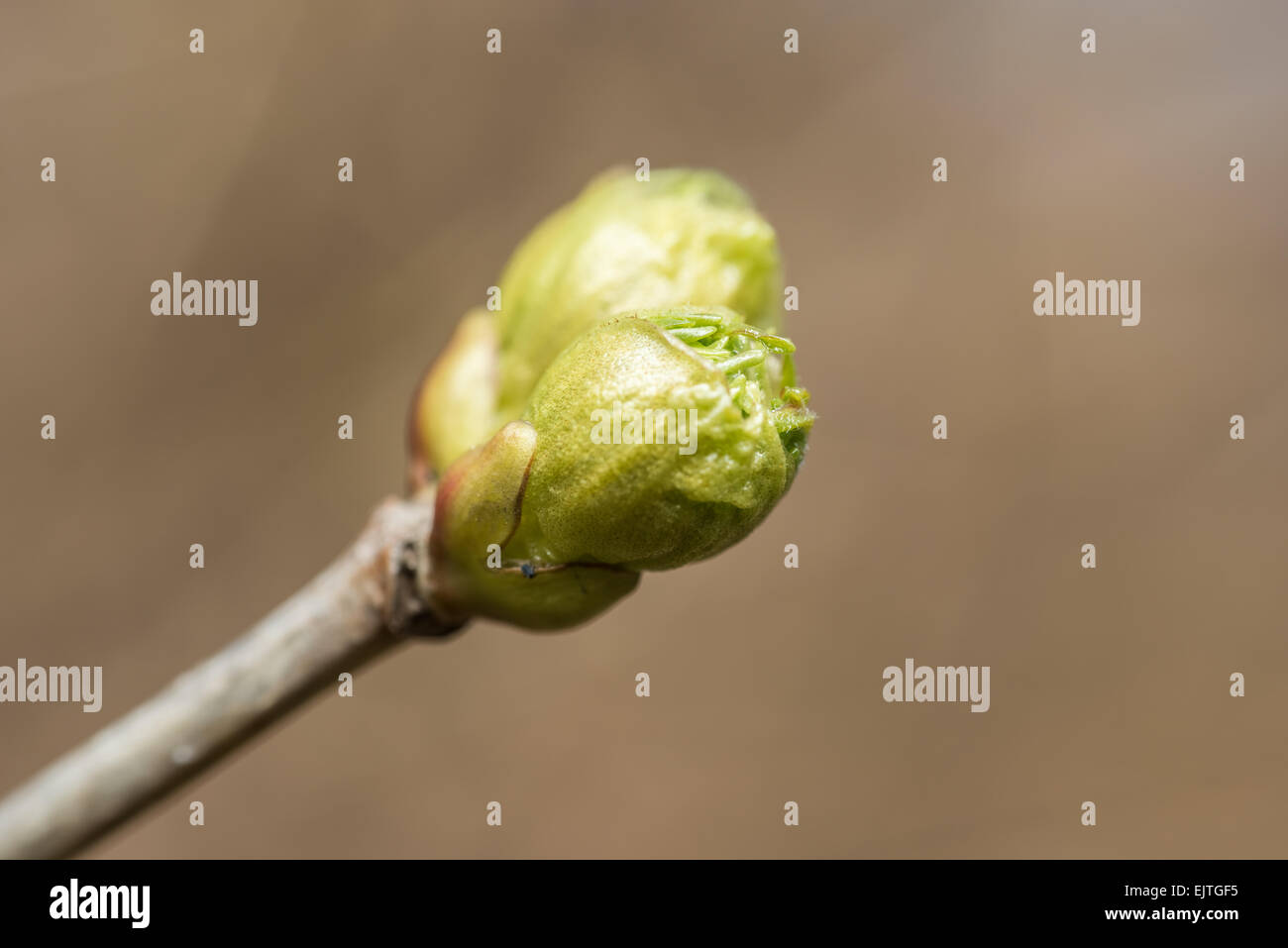 Spring Tree Branches And Buds Blossom Stock Photo - Alamy