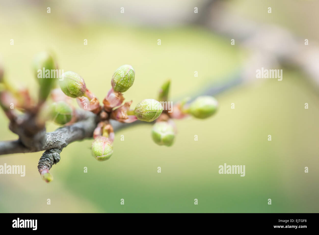 Spring Tree Branches And Buds Blossom Stock Photo - Alamy