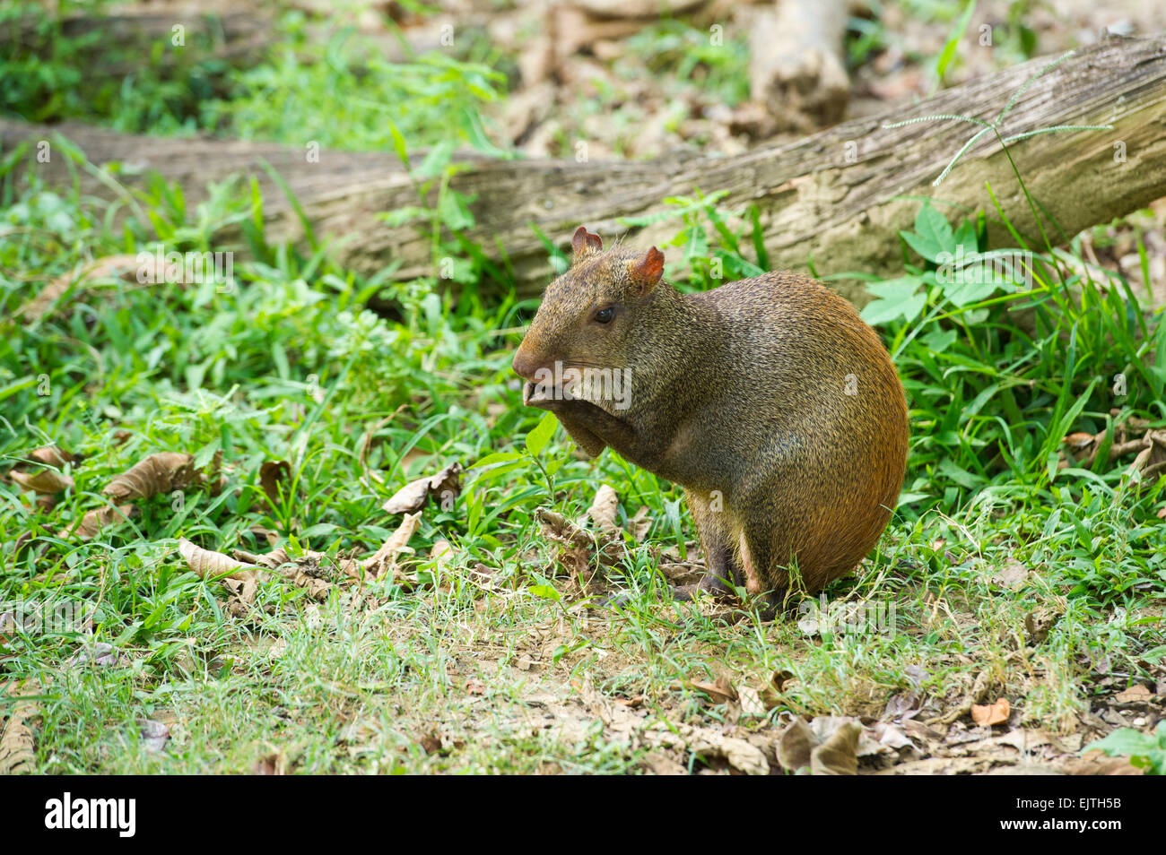 Agouti, Dasyprocta agouti, Suriname, South America Stock Photo - Alamy