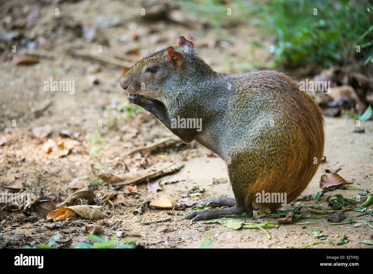 Agouti, Dasyprocta agouti, Suriname, South America Stock Photo - Alamy