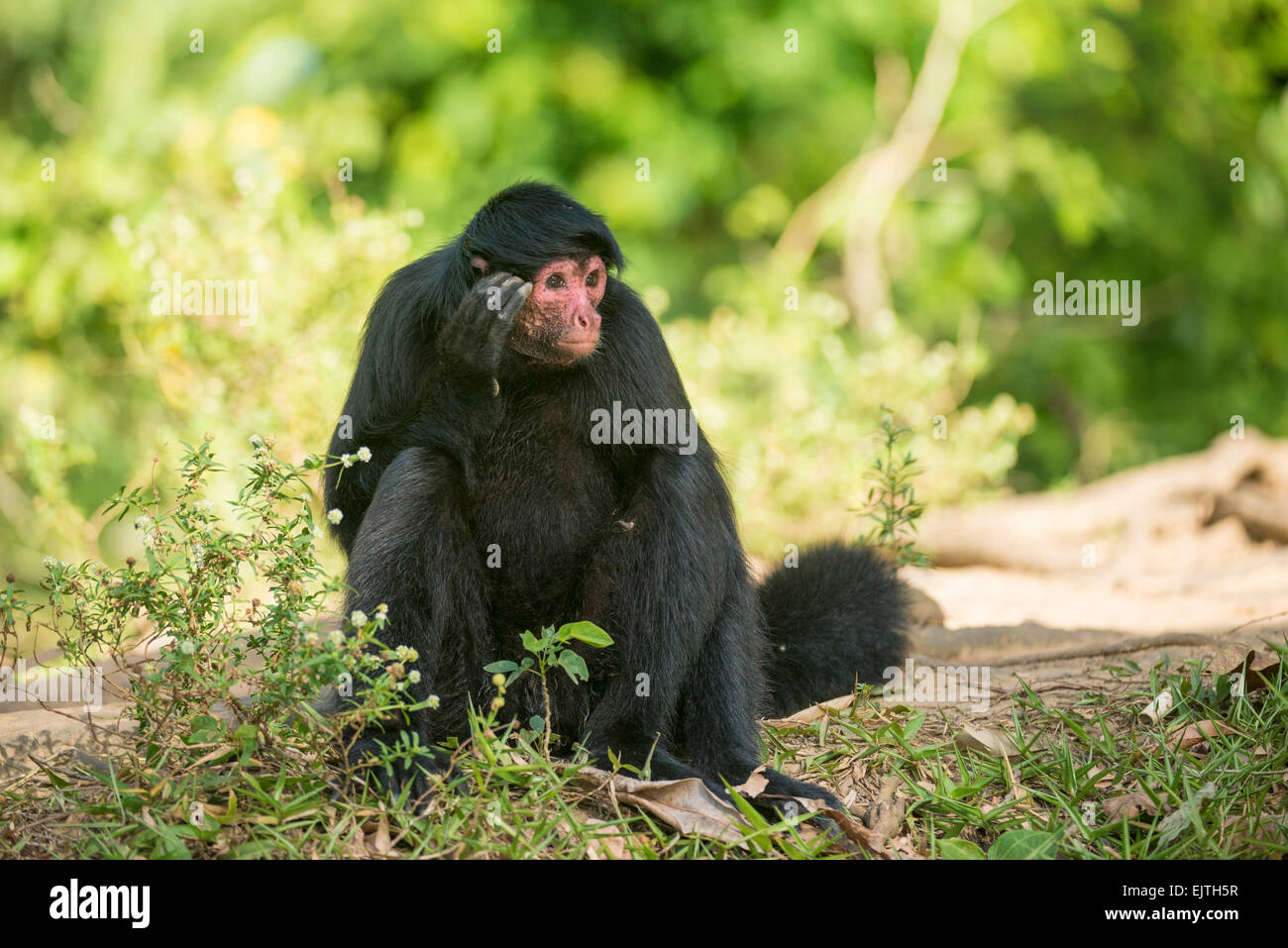 Black spider monkey, Ateles paniscus, Suriname, South America Stock ...