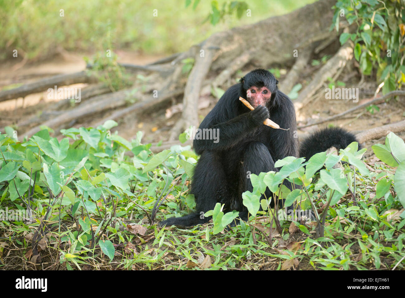 Black spider monkey, Ateles paniscus, Suriname, South America Stock ...