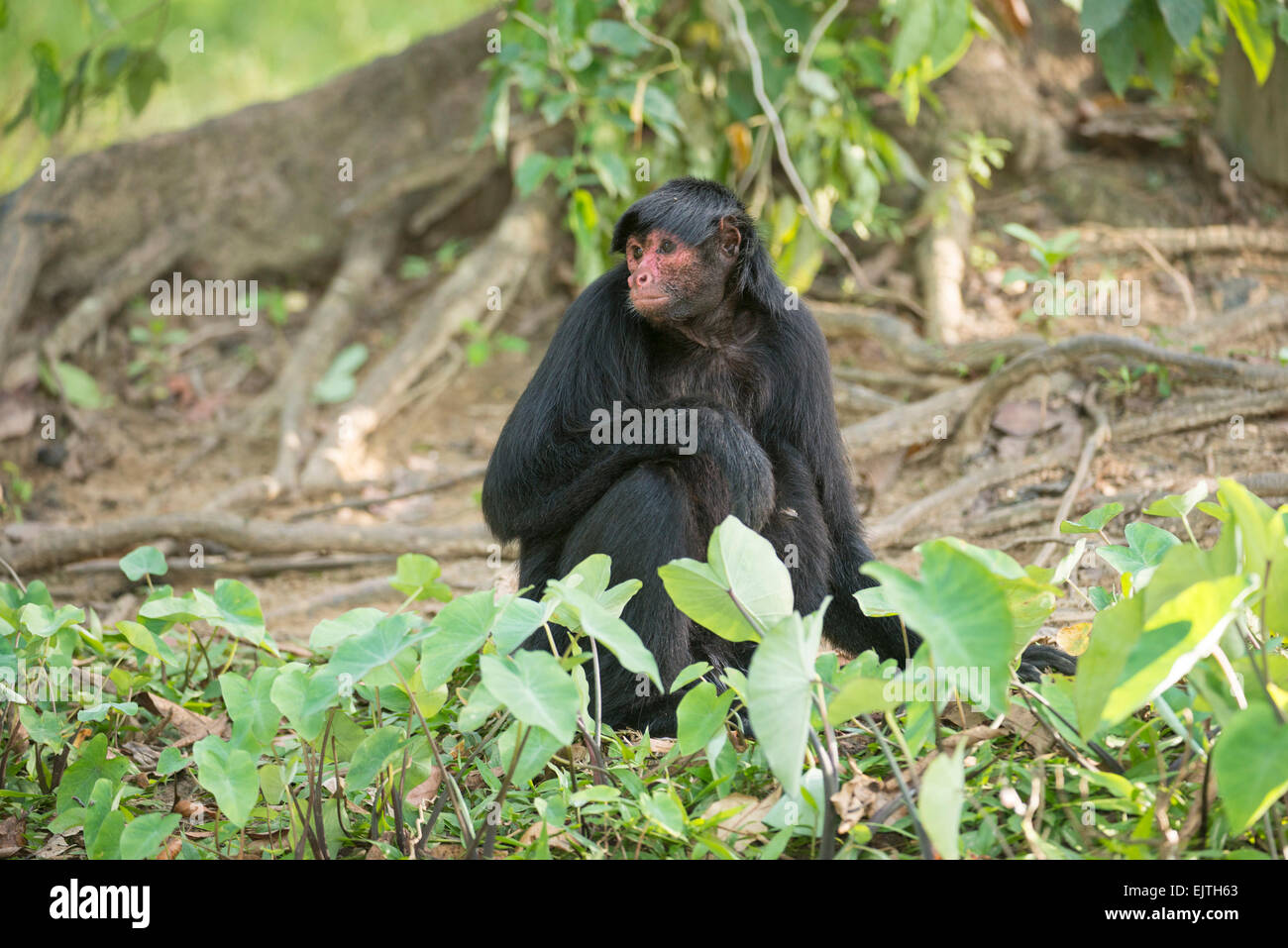 Black spider monkey, Ateles paniscus, Suriname, South America Stock ...