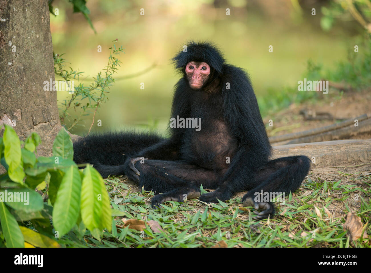 The red faced spider monkey or black spider monkey ateles paniscus hi ...
