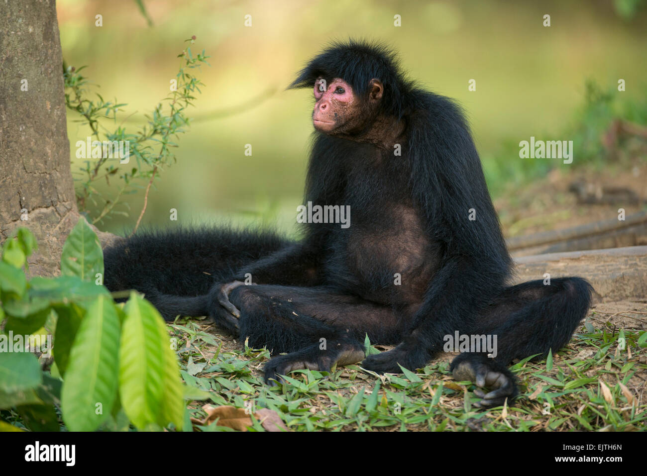 Black spider monkey, Ateles paniscus, Suriname, South America Stock ...