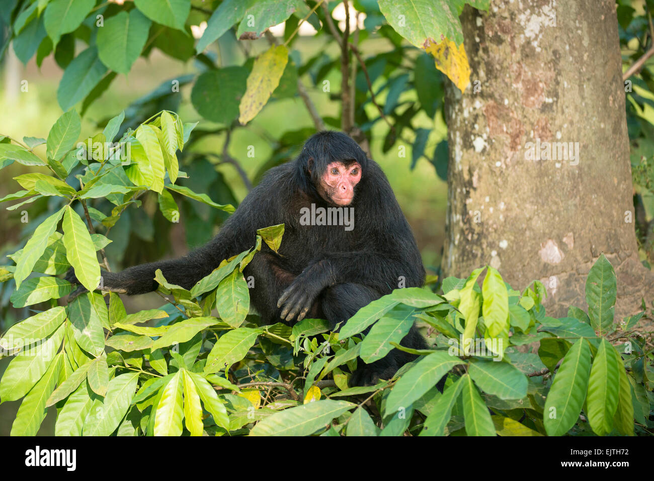 Black spider monkey, Ateles paniscus, Suriname, South America Stock ...