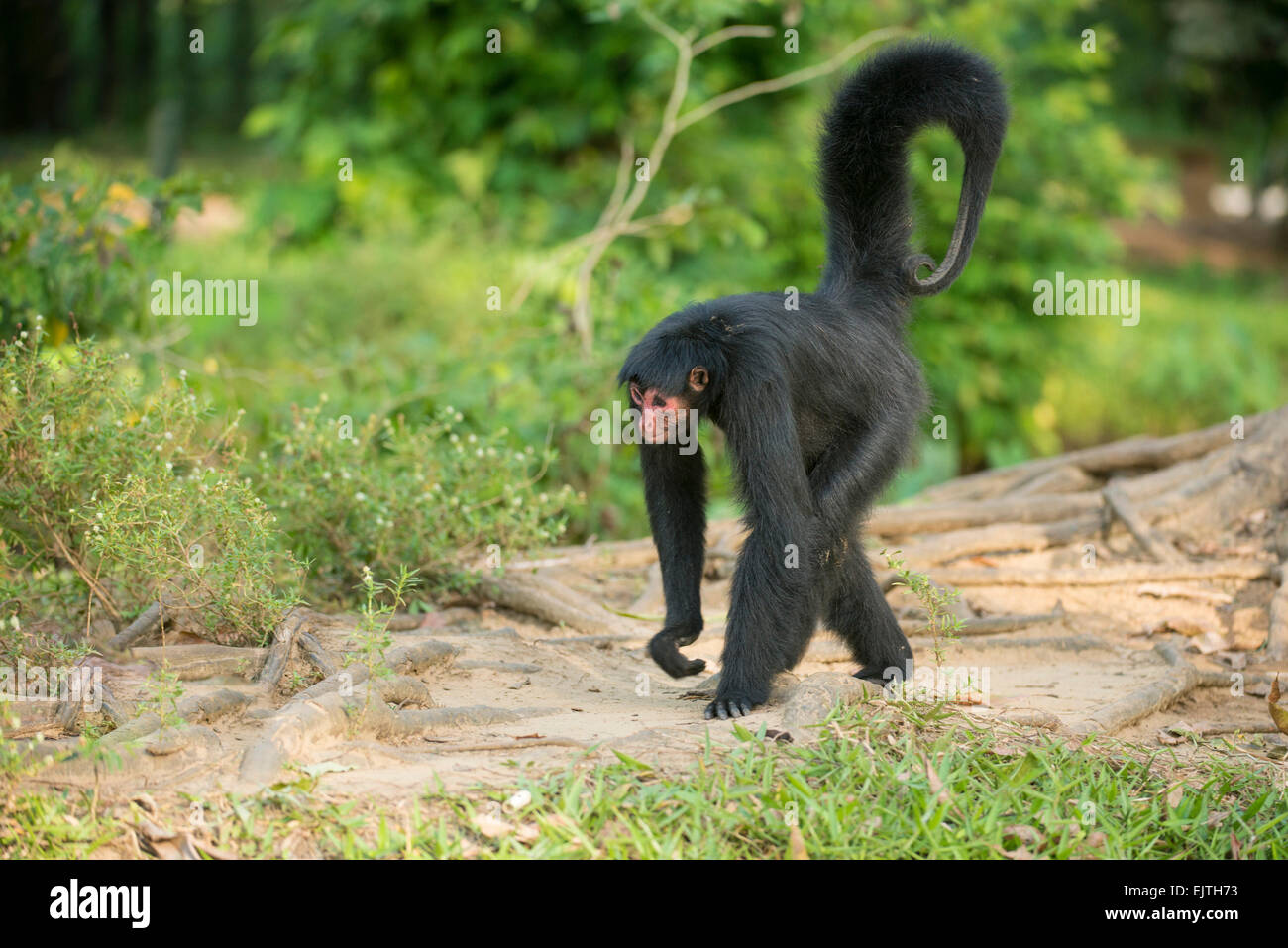 Black spider monkey, Ateles paniscus, Suriname, South America Stock ...