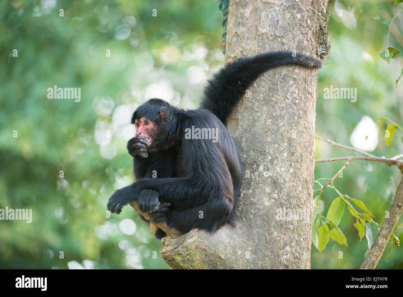 Black spider monkey, Ateles paniscus, Suriname, South America Stock ...