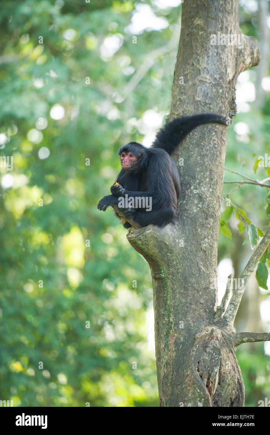 Black spider monkey, Ateles paniscus, Suriname, South America Stock ...
