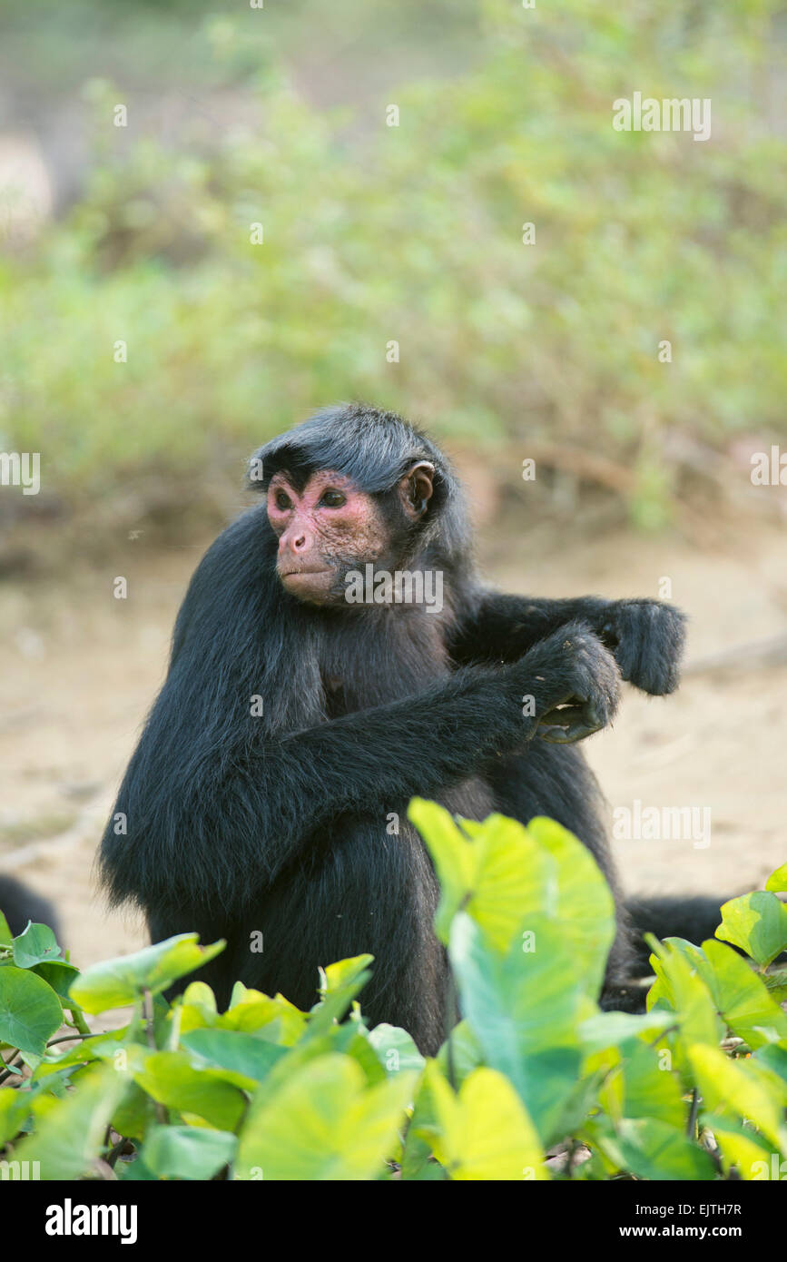 Black spider monkey, Ateles paniscus, Suriname, South America Stock ...