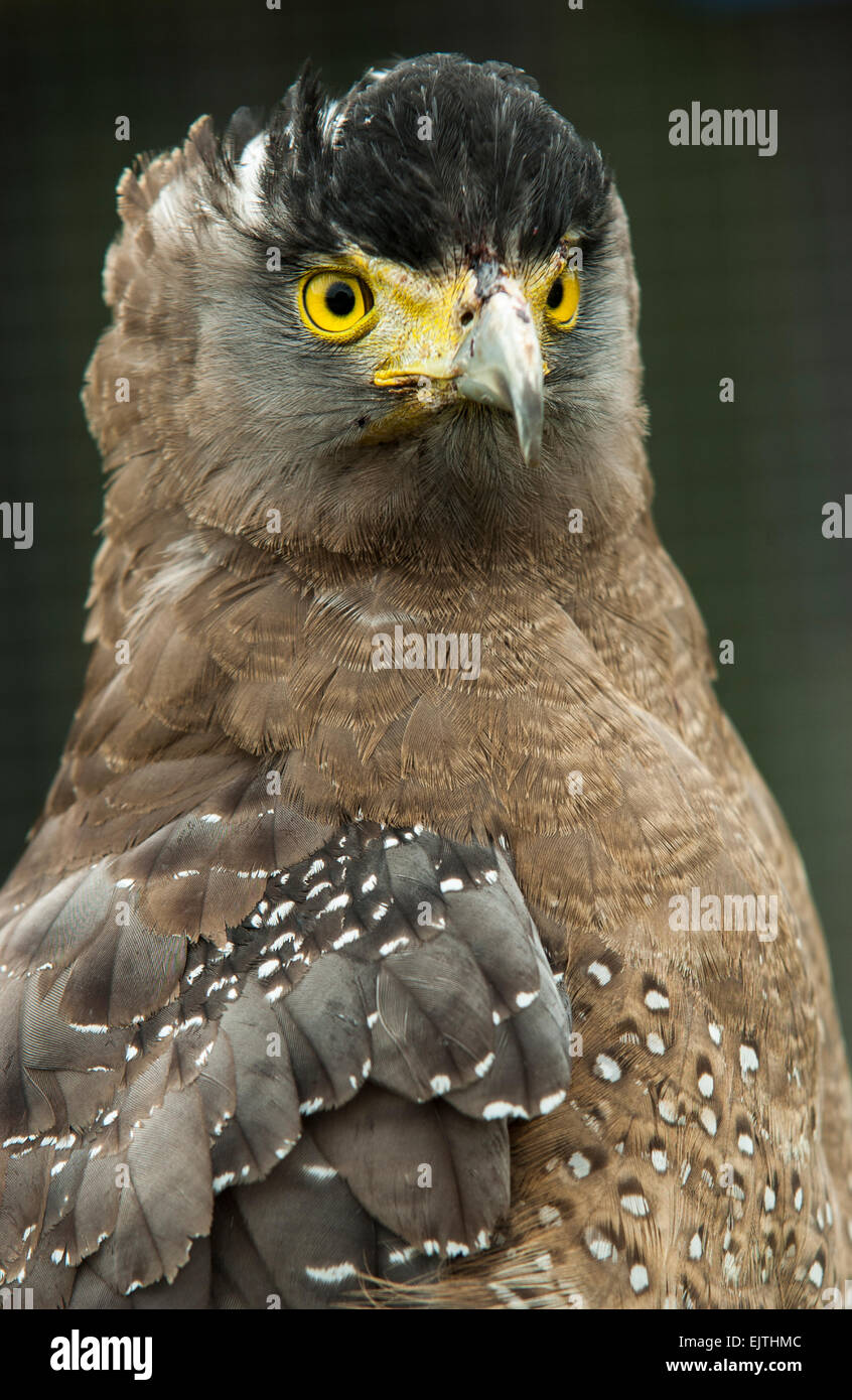 Birds captivity hi-res stock photography and images - Alamy