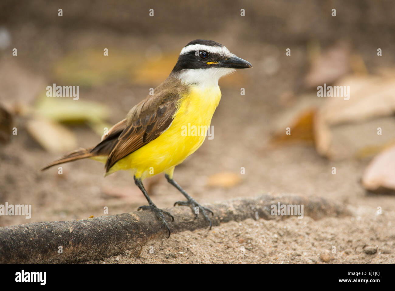 Birds of suriname hi-res stock photography and images - Alamy