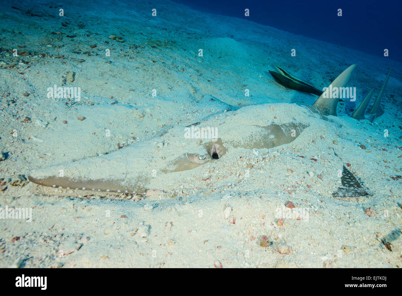 Rhynchobatus djiddensis, Giant guitarfish, Fish Head, Ari Atoll ...