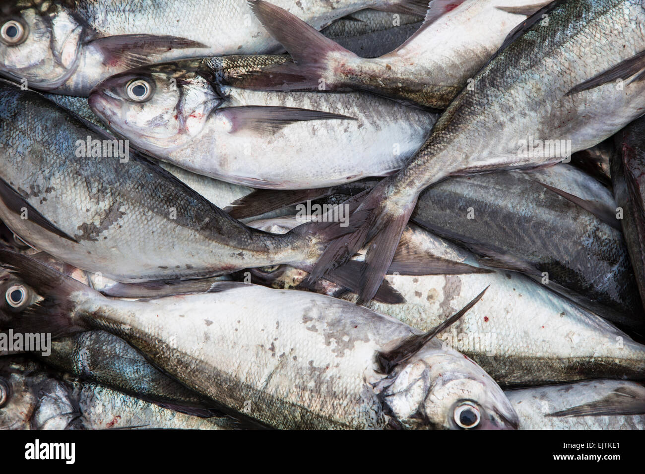 Freshly landed fish, Caldera harbour, Chile Stock Photo - Alamy