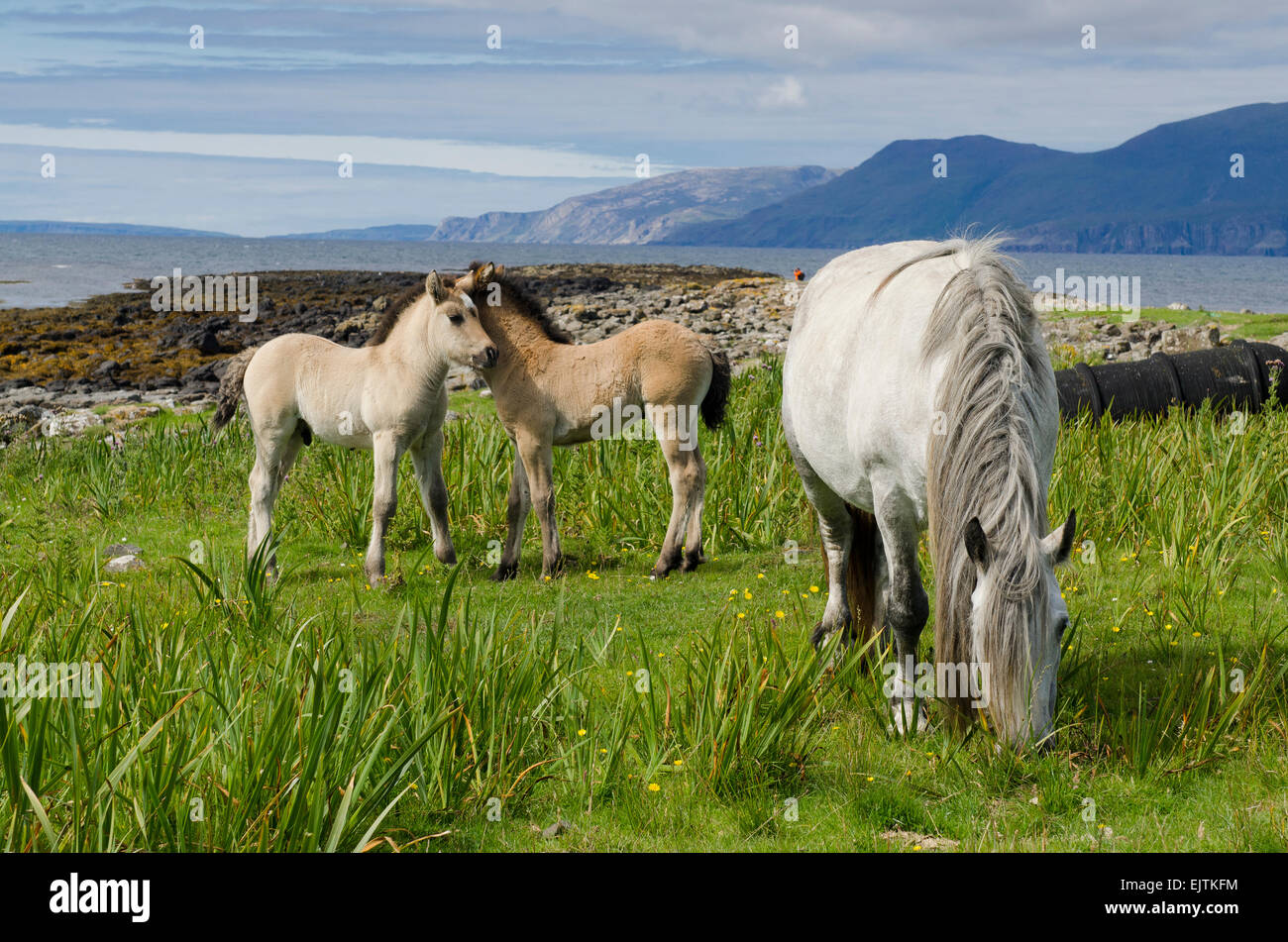 Isle of muck hi-res stock photography and images - Alamy
