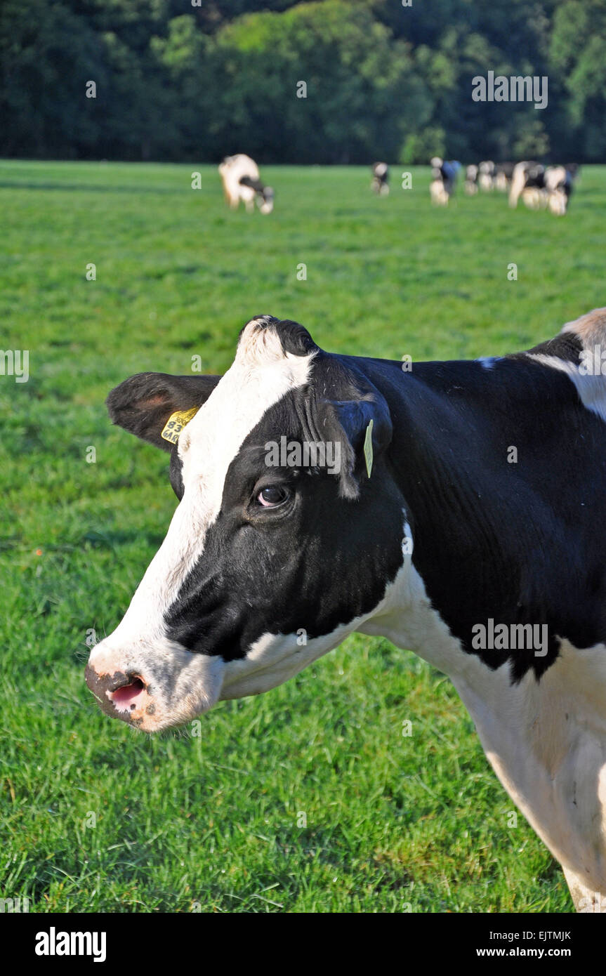 Mona lisa of the north hi-res stock photography and images - Alamy