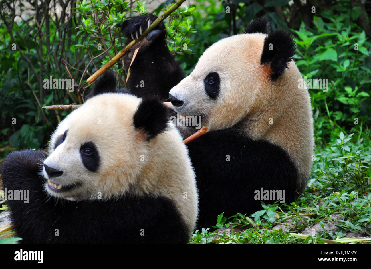 A pair of Giant Pandas enjoying bamboo at the National Panda Reserve at ...