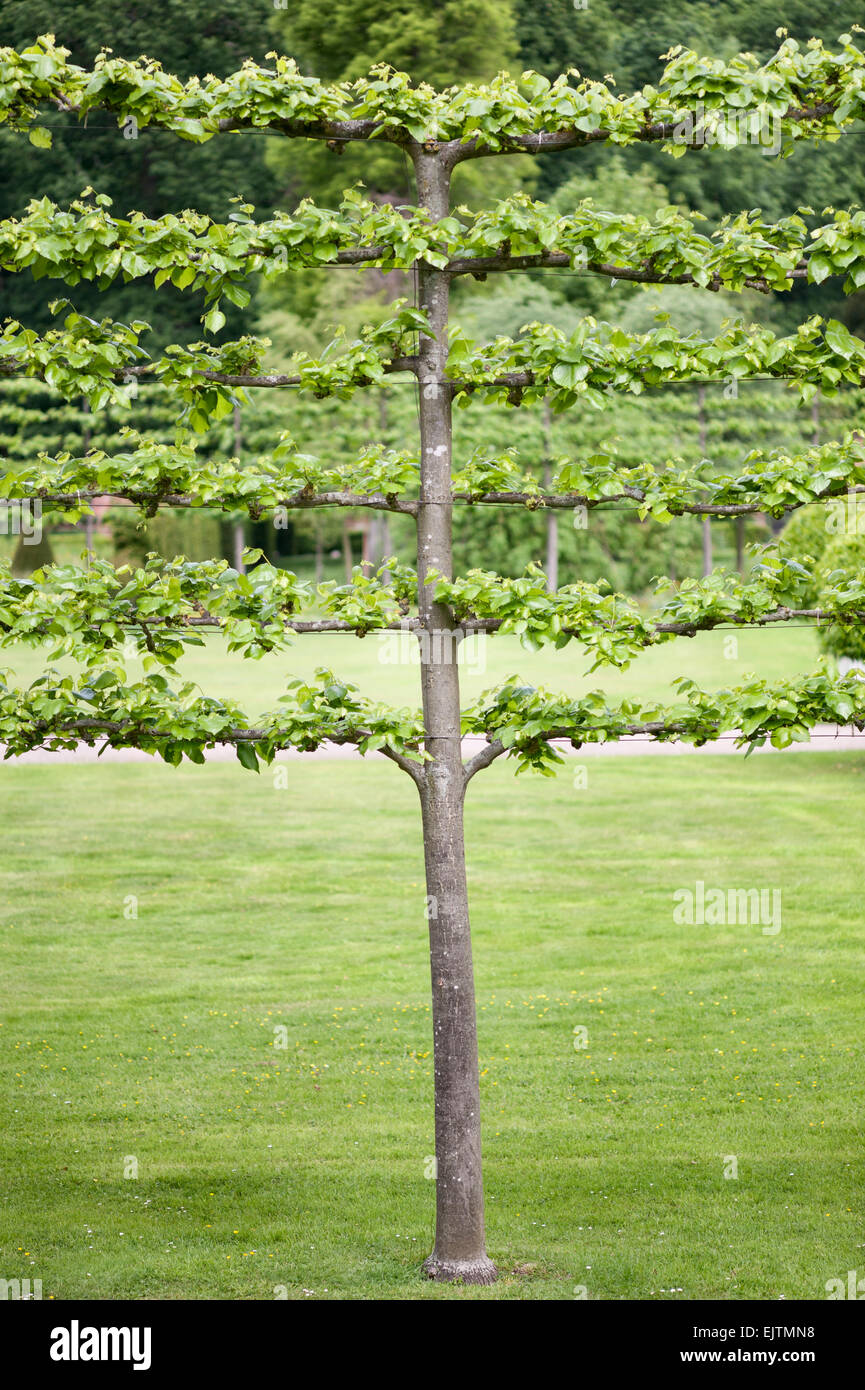 An avenue of pleached lime trees (Tilia x euchlora) in the restored ...