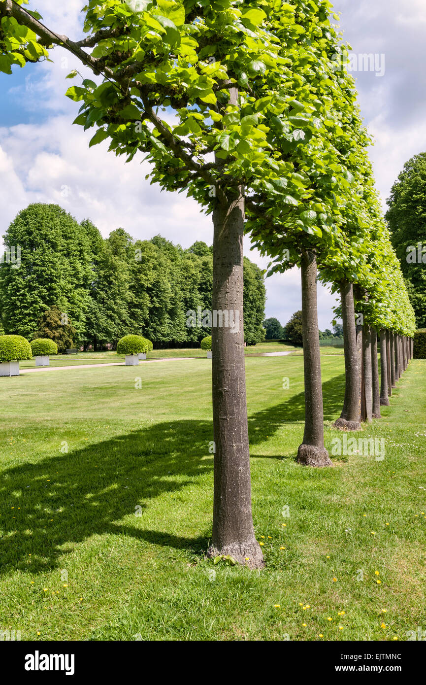 Pleached trees hi-res stock photography and images - Alamy