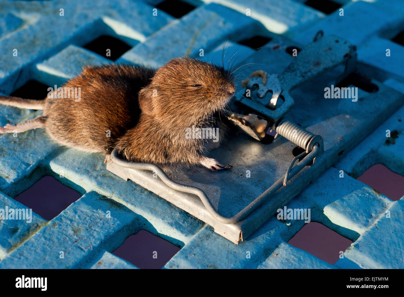 mouse caught in mousetrap Stock Photo - Alamy