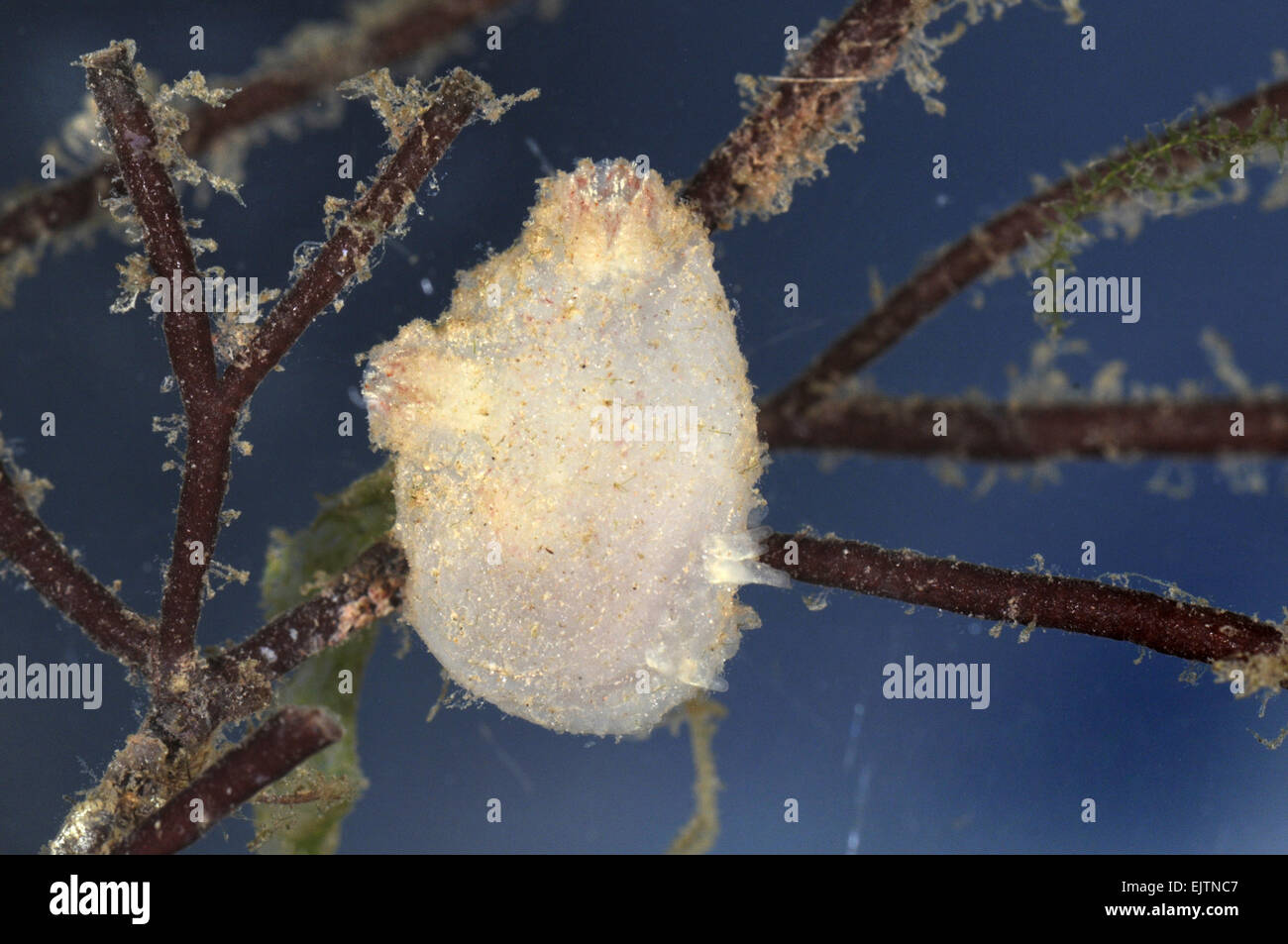 Sea Squirt - Ascidiella aspersa Stock Photo - Alamy