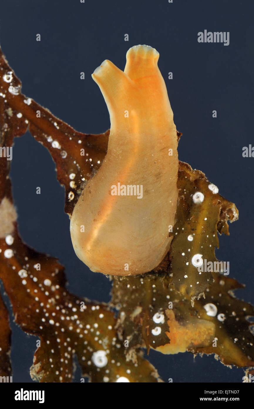 Marine ocean hi-res stock photography and images - Alamy