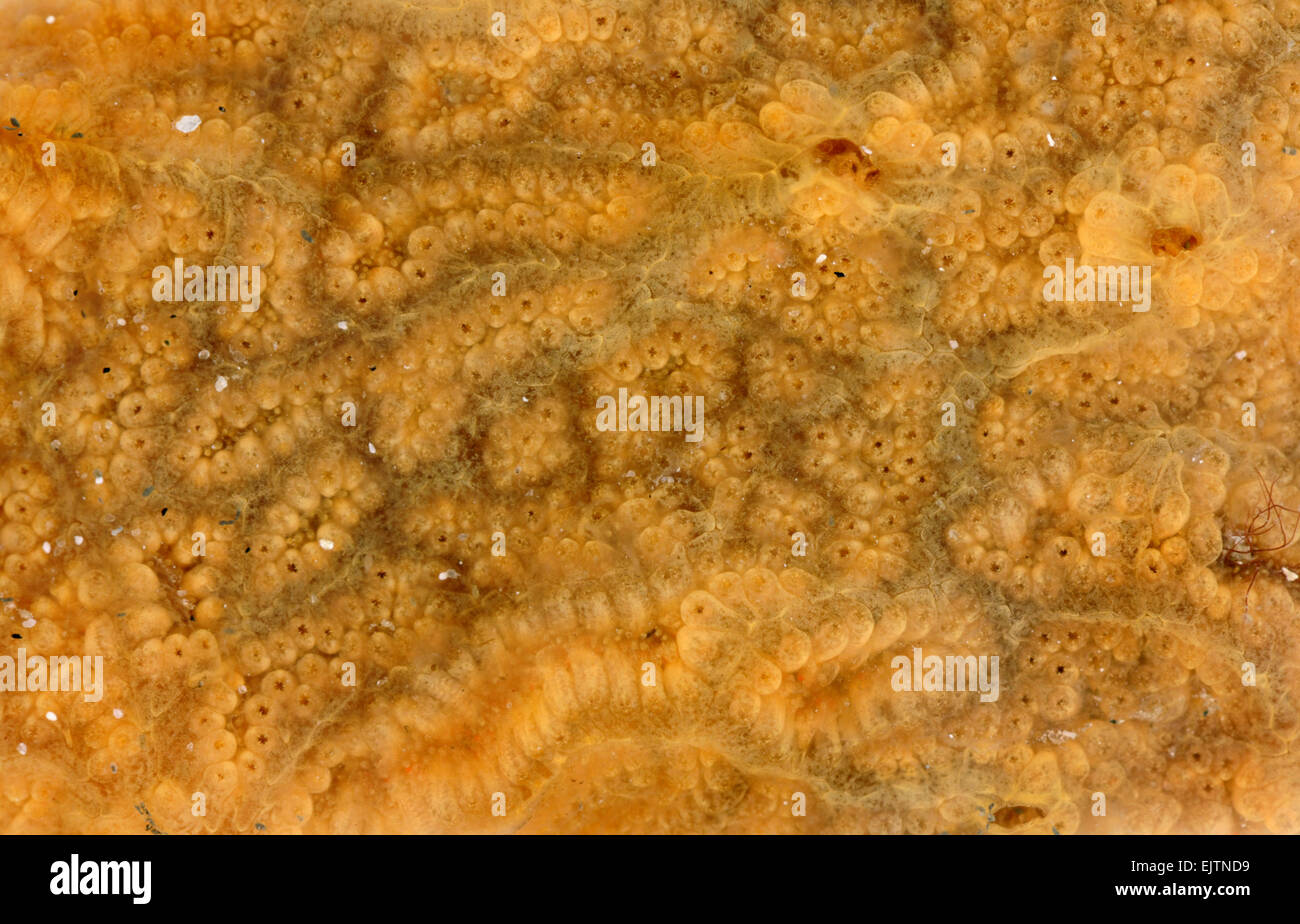 Botrylloides hi-res stock photography and images - Alamy