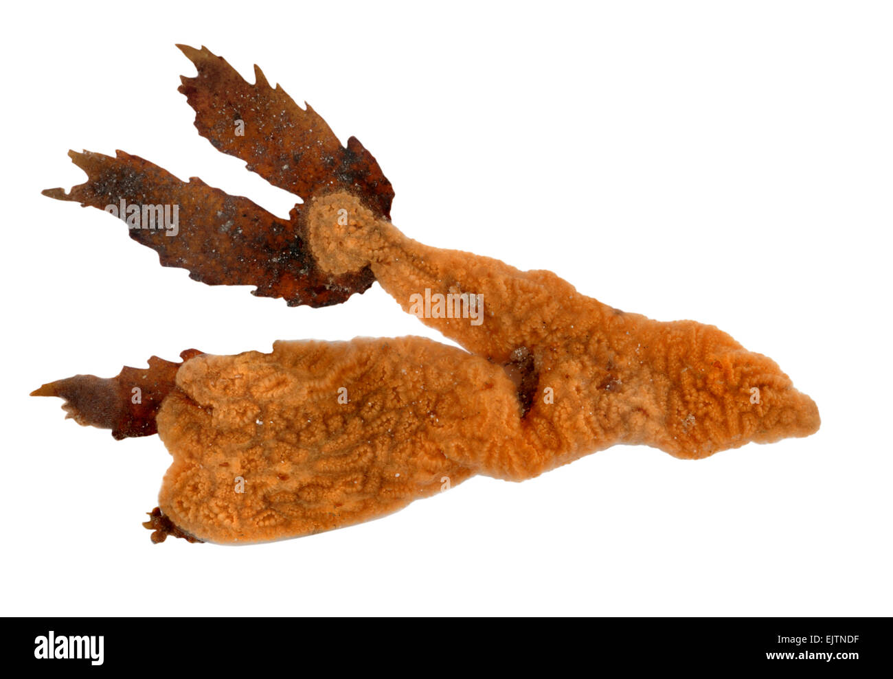 White sea squirt Cut Out Stock Images & Pictures - Alamy