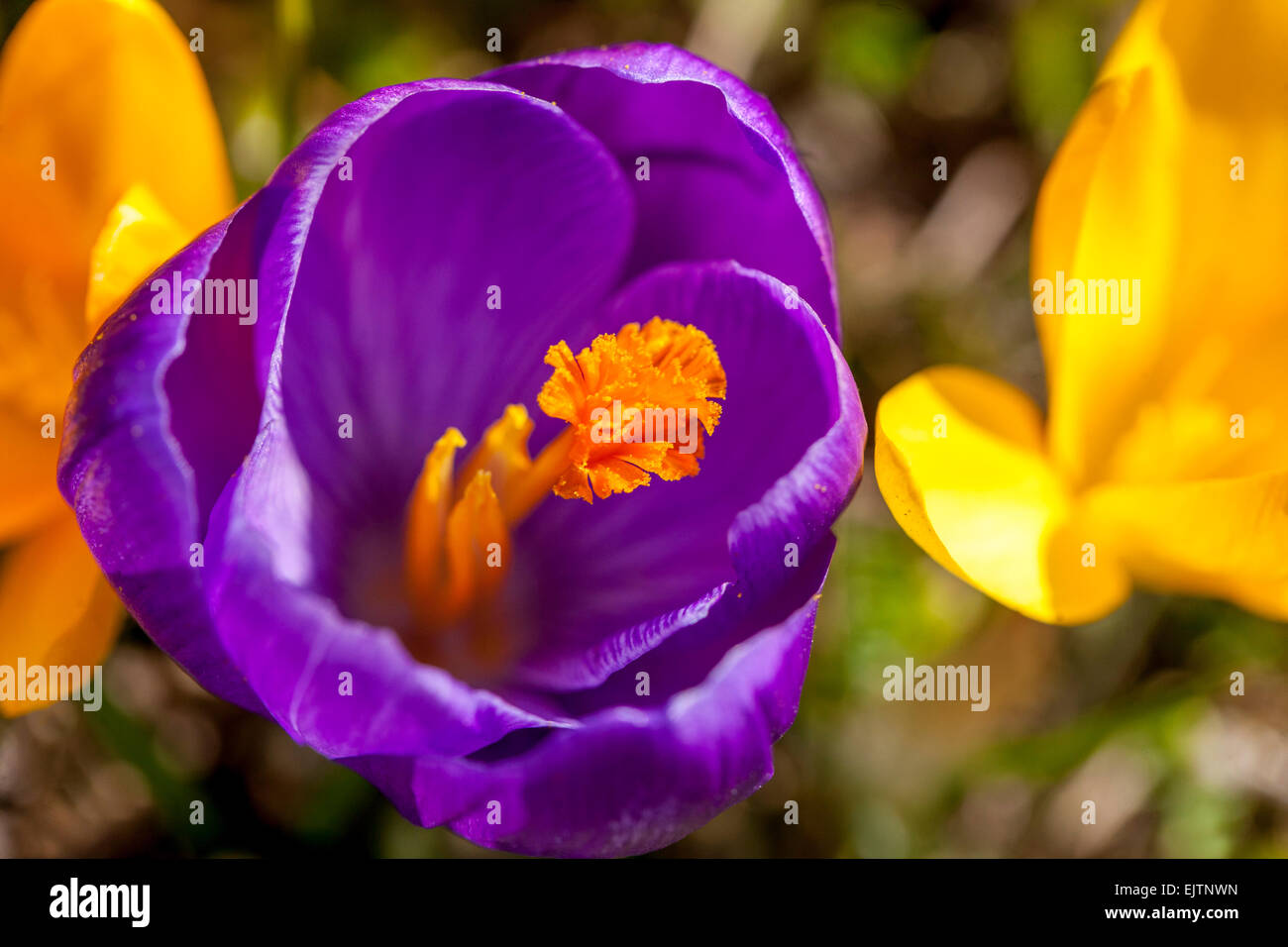 Crocus flowering, early spring Stock Photo - Alamy