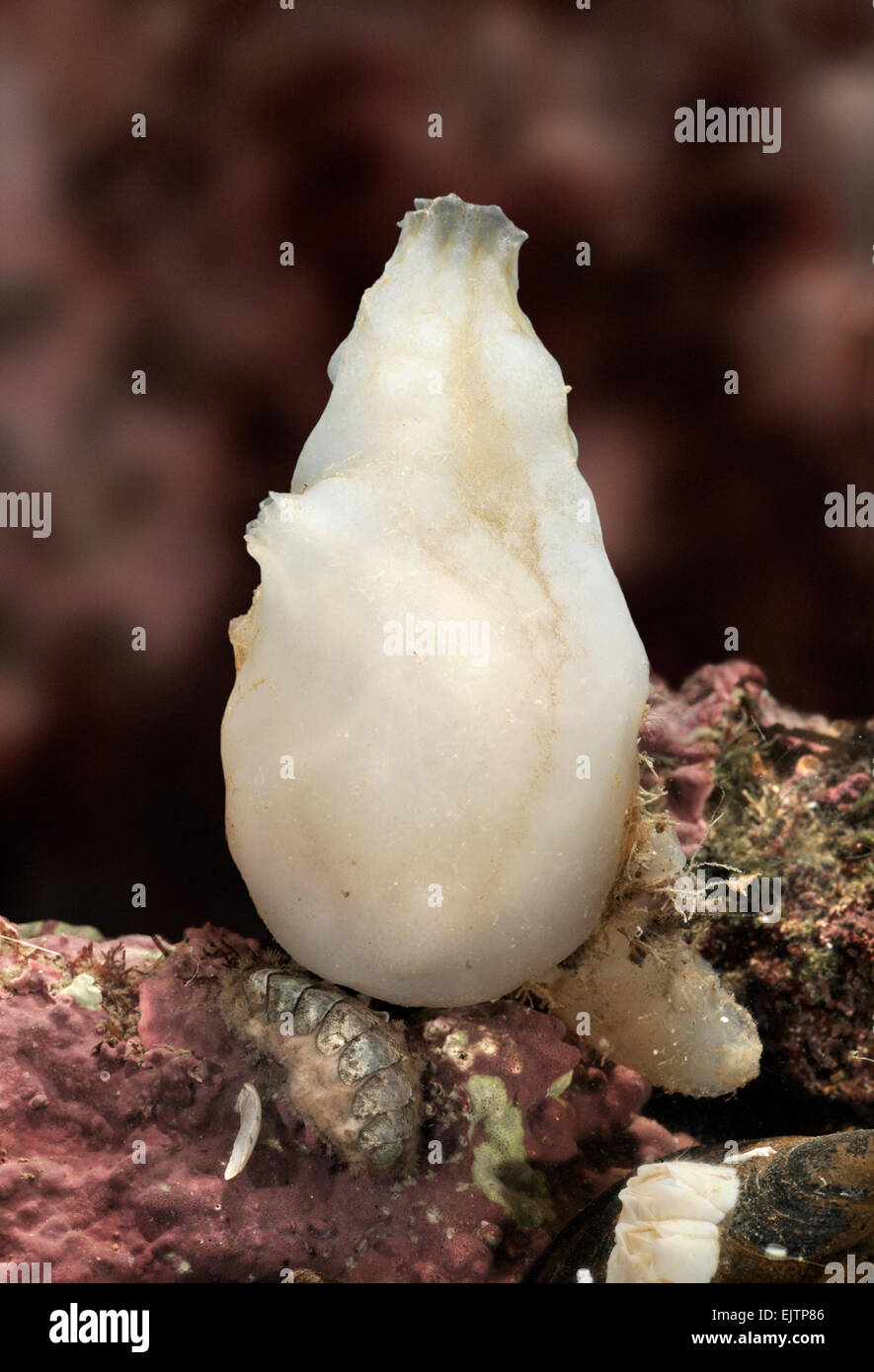Neptune's Heart Sea Squirt - Phallusia mammillata Stock Photo - Alamy