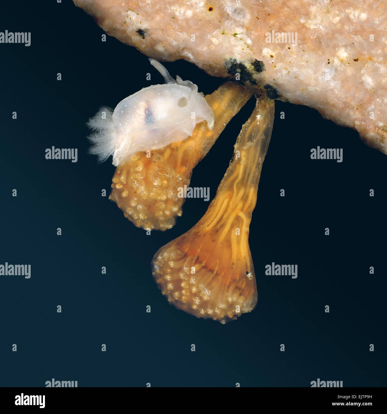 Morchellium argus - Sea Squirt Stock Photo - Alamy