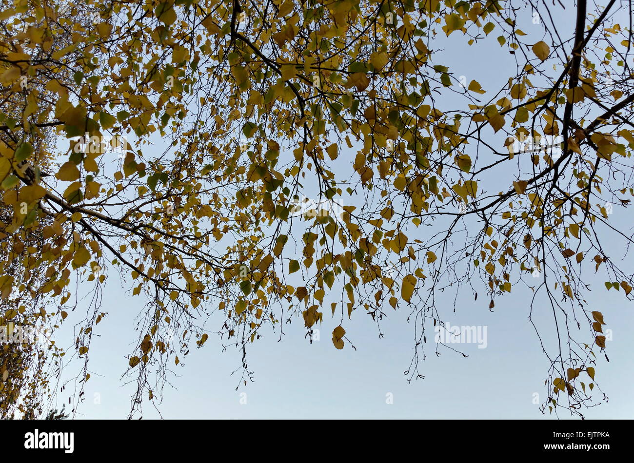 Sunlit fall tree hi-res stock photography and images - Alamy