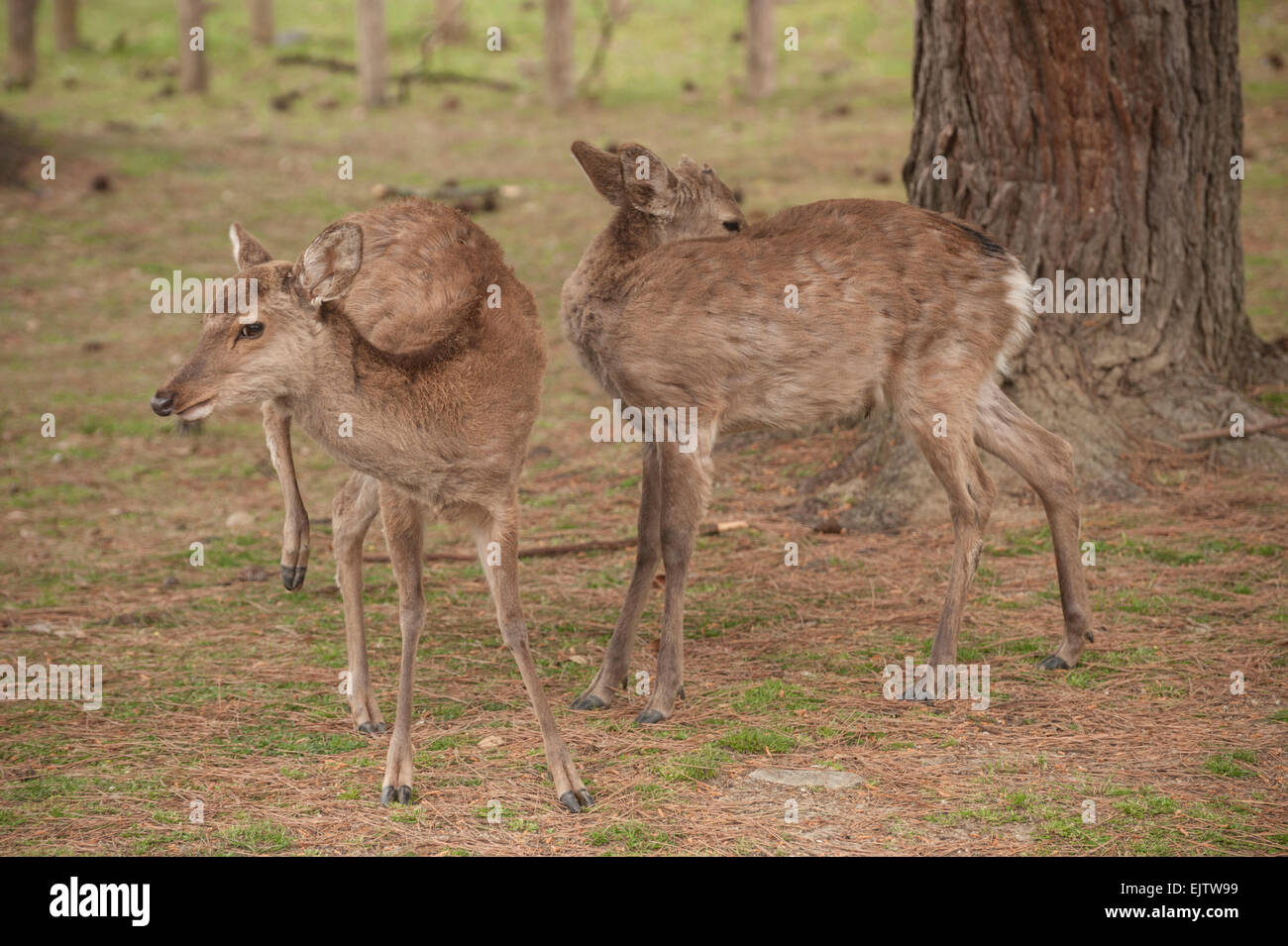 Nippon nihon hi-res stock photography and images - Alamy