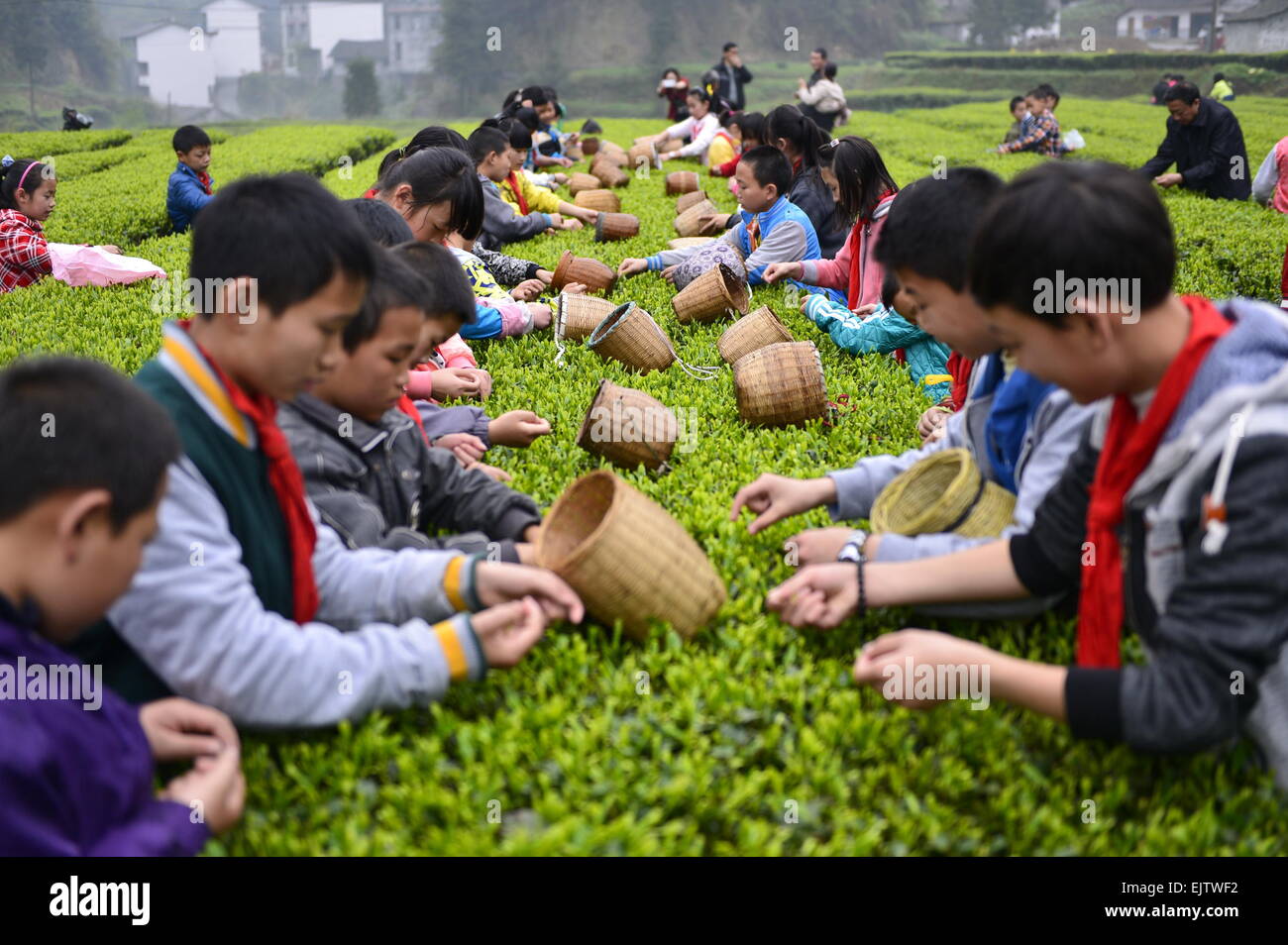 (150401) -- ENSHI, April 1, 2015 (Xinhua) -- Children pick tea leaves ...