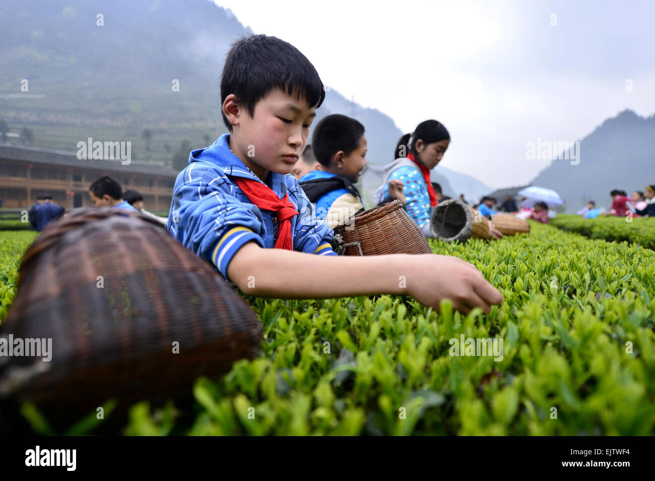 (150401) -- ENSHI, April 1, 2015 (Xinhua) -- Children pick tea leaves ...