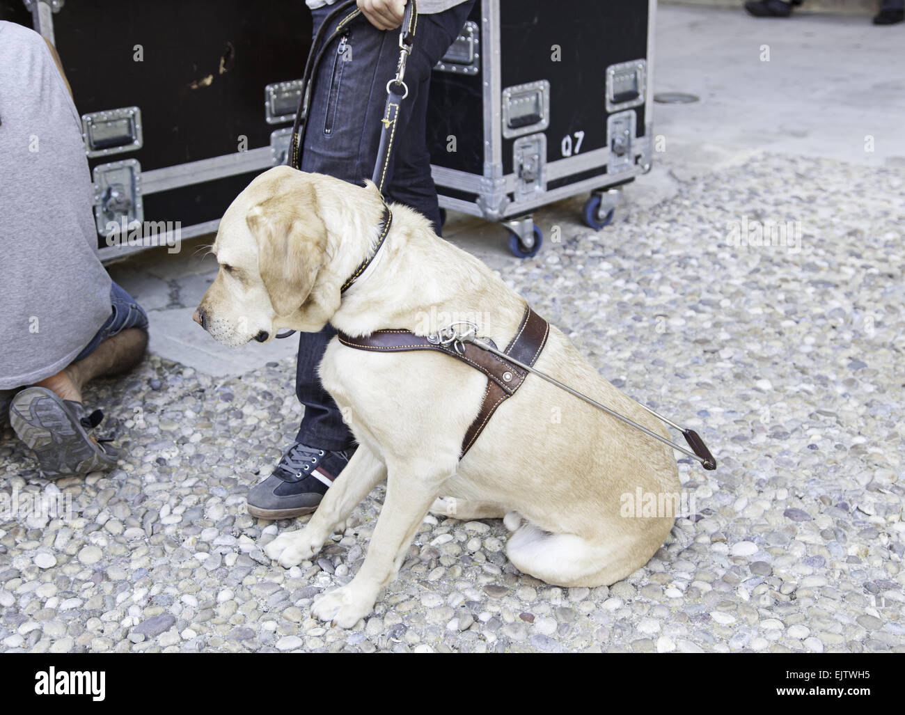 Guide dog blind labrador disabled hi-res stock photography and images ...
