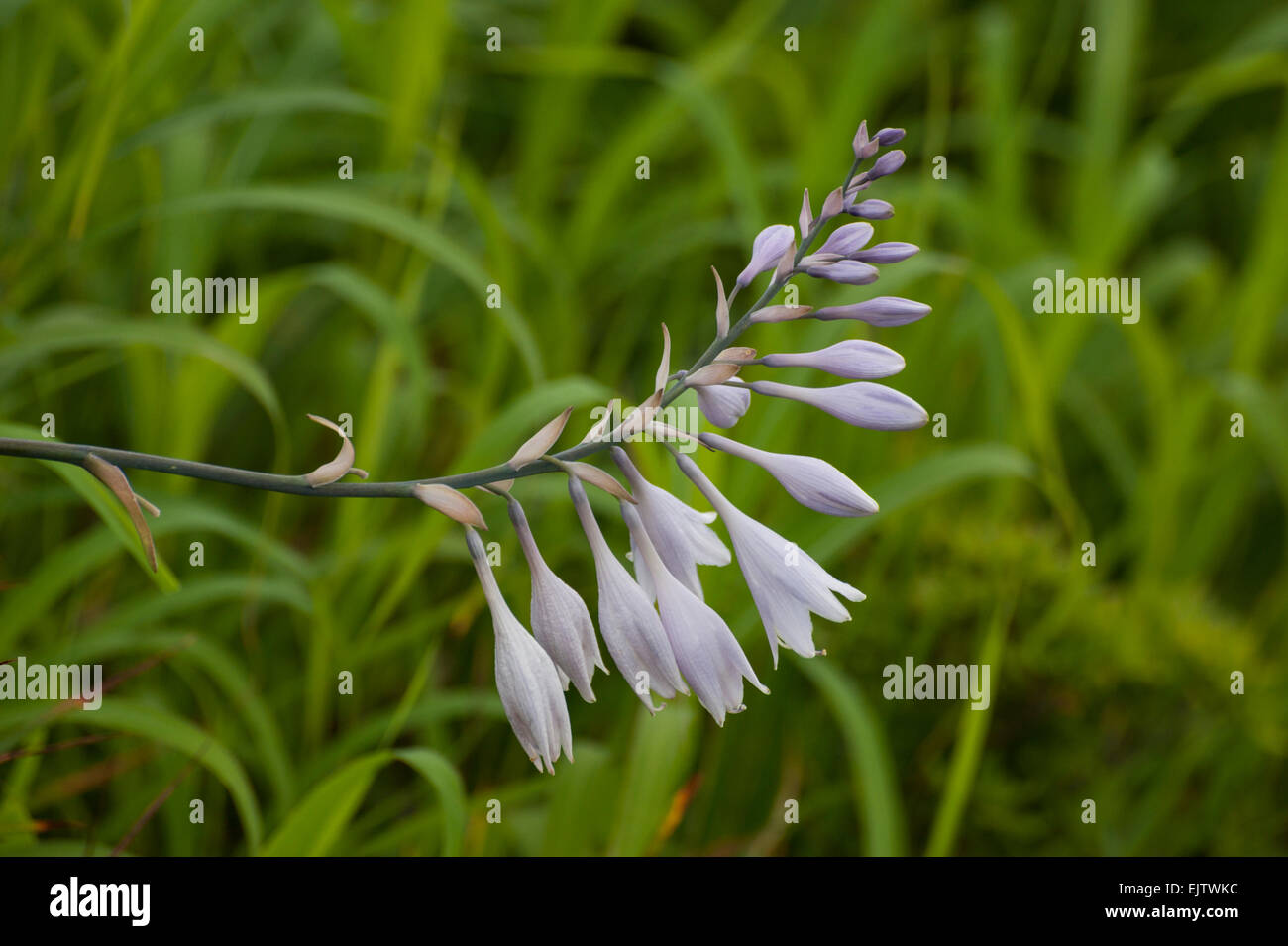 Wild purple hosta flowers against a backdrop of grasses in the ...